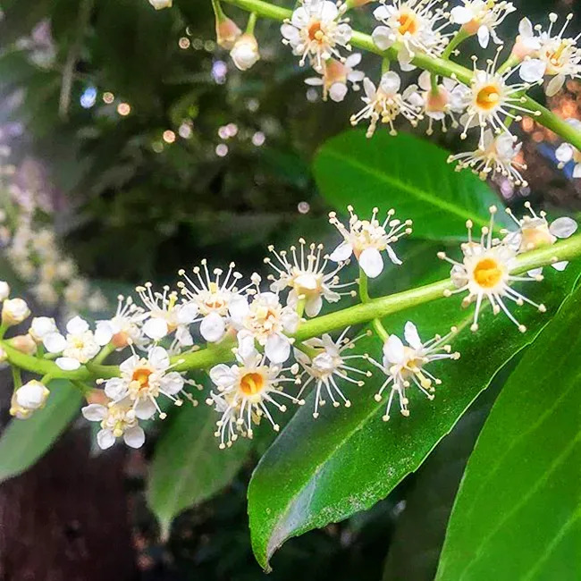 Volcano Cherry Laurel For Sale Online | The Tree Center