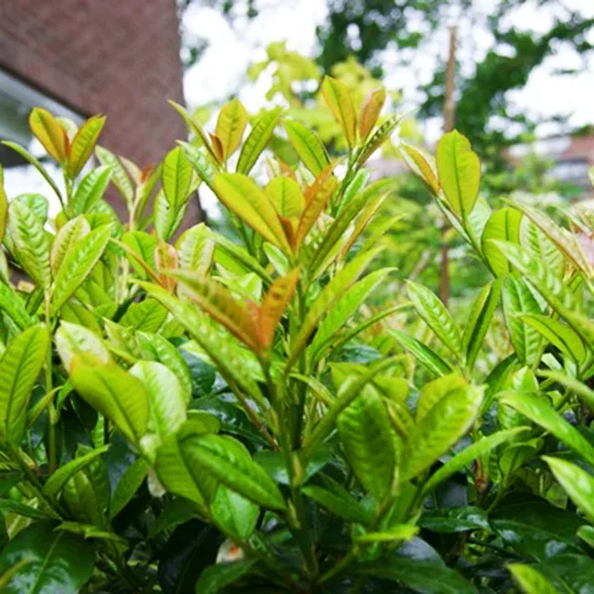 Volcano Cherry Laurel For Sale Online | The Tree Center