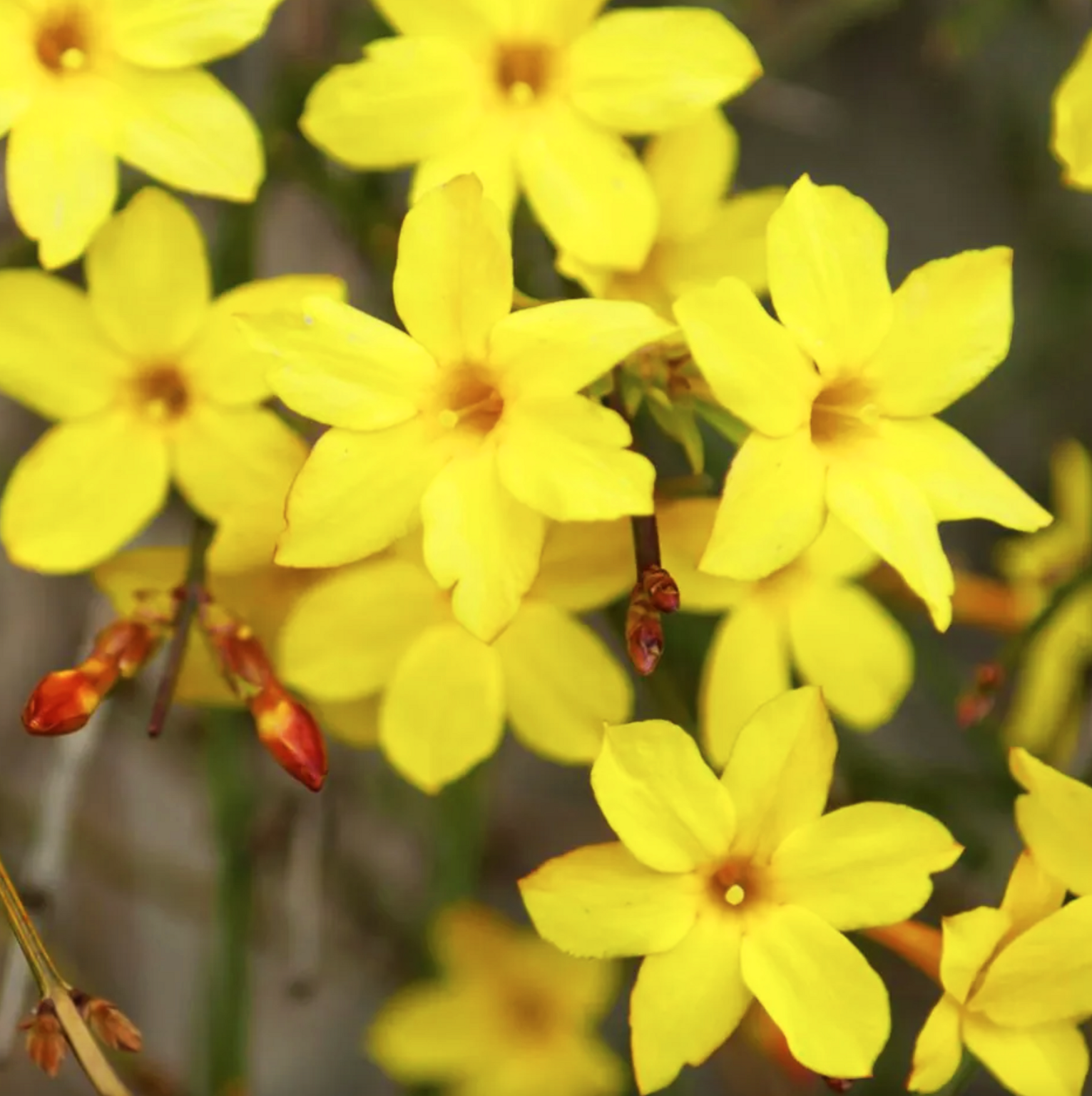 Winter Jasmine For Sale Online | The Tree Center