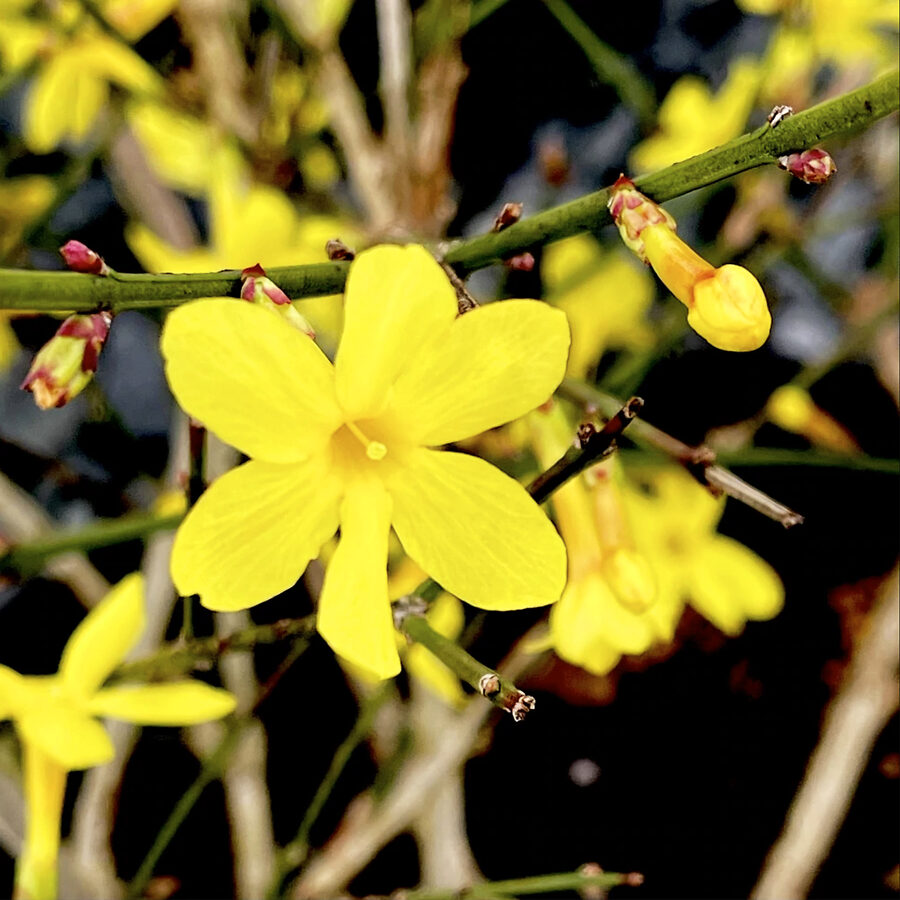 Winter Jasmine For Sale Online | The Tree Center