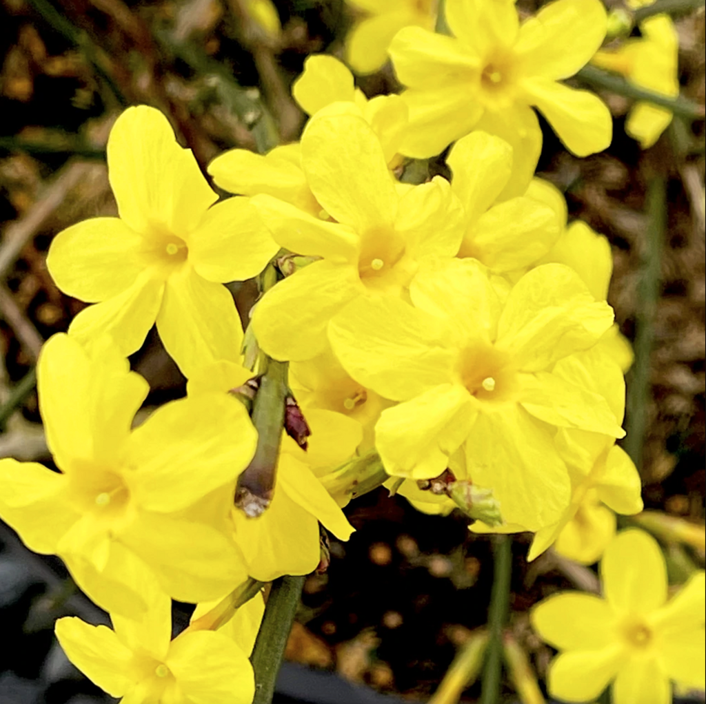 Winter Jasmine For Sale Online | The Tree Center