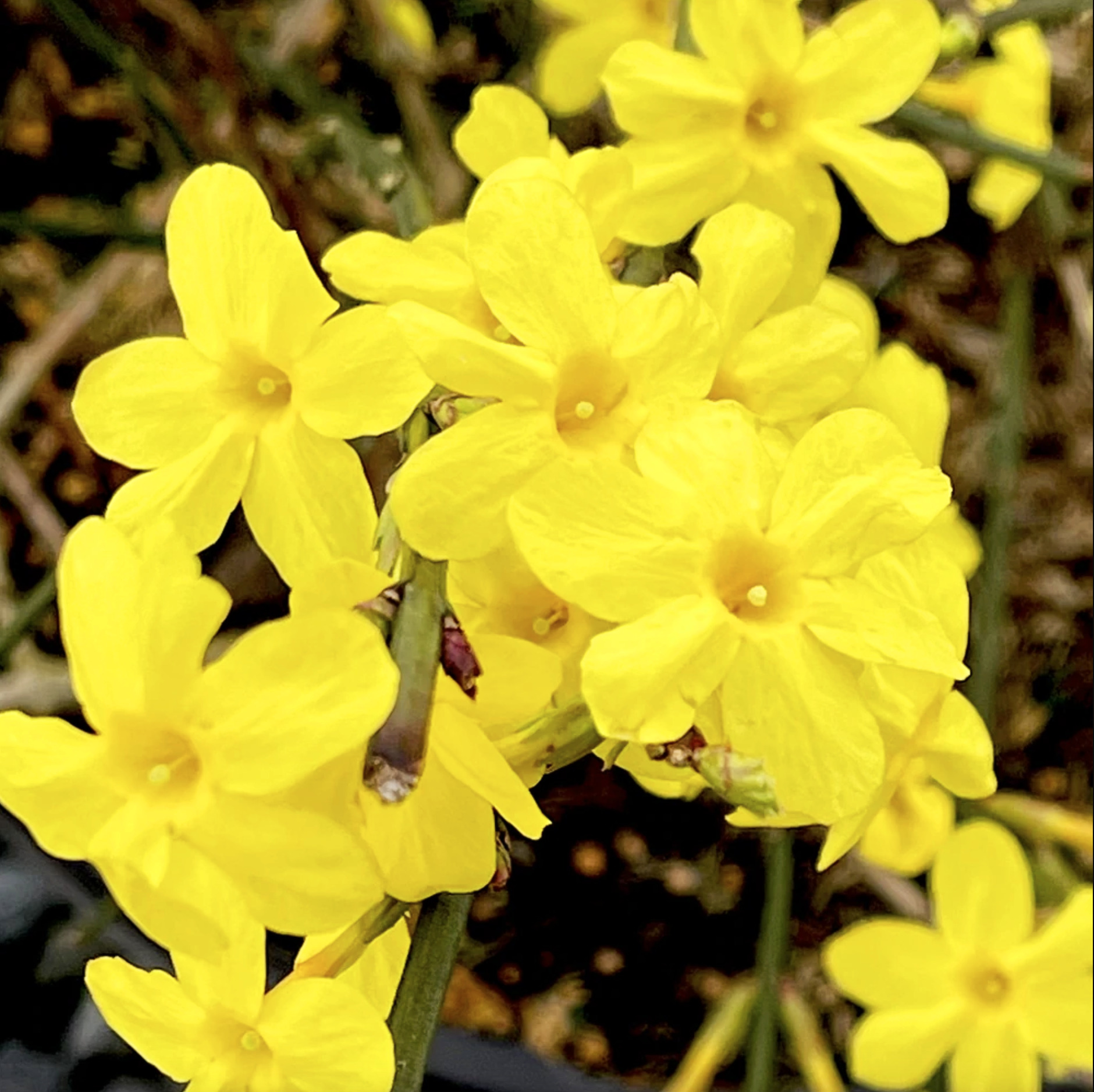 Winter Jasmine For Sale Online | The Tree Center