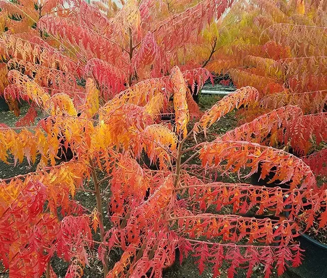 Cutleaf Staghorn Sumac For Sale Online | The Tree Center