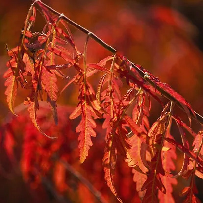 Cutleaf Staghorn Sumac For Sale Online | The Tree Center