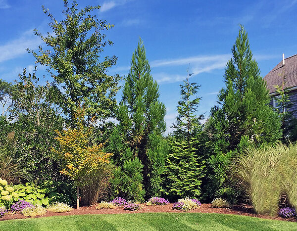 Choosing Screening Trees and Shrubs | The Tree Center™