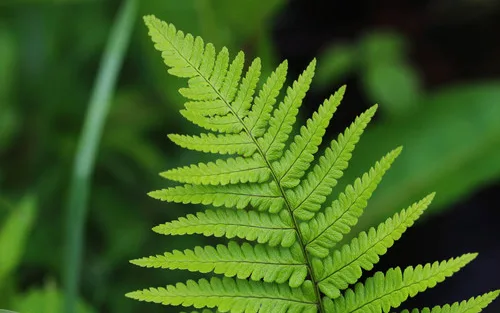 Gardening with ferns; ferns in outdoor pots; native ferns for the garden