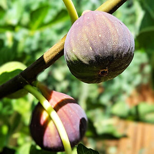 Black Jack Fig For Sale Online | The Tree Center