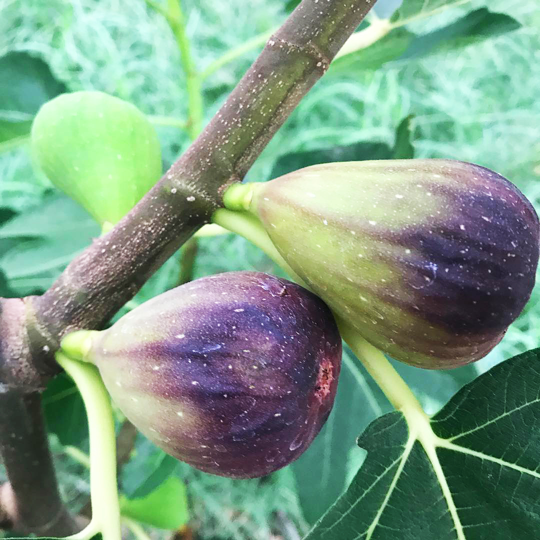 Black Jack Fig For Sale Online | The Tree Center