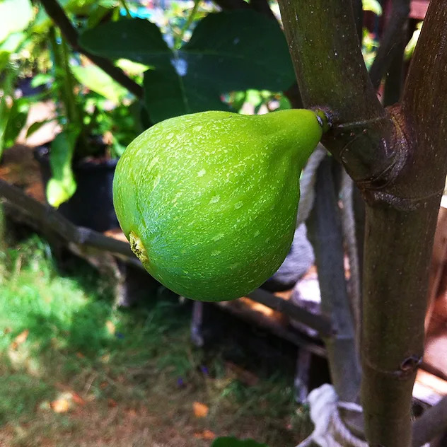 Desert King Fig For Sale Online | The Tree Center