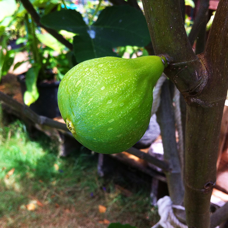 Desert King Fig For Sale Online | The Tree Center