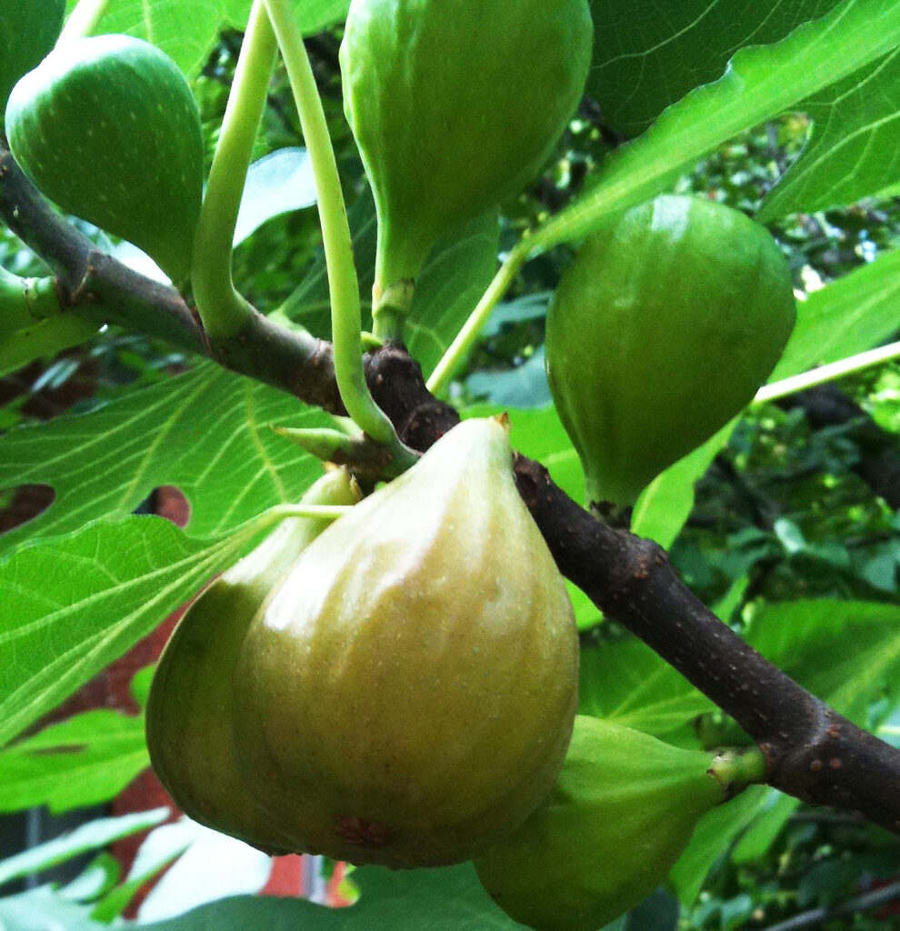 Desert King Fig For Sale Online | The Tree Center
