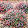 Sunjoy Mini Maroon® Barberry For Sale Online | The Tree Center