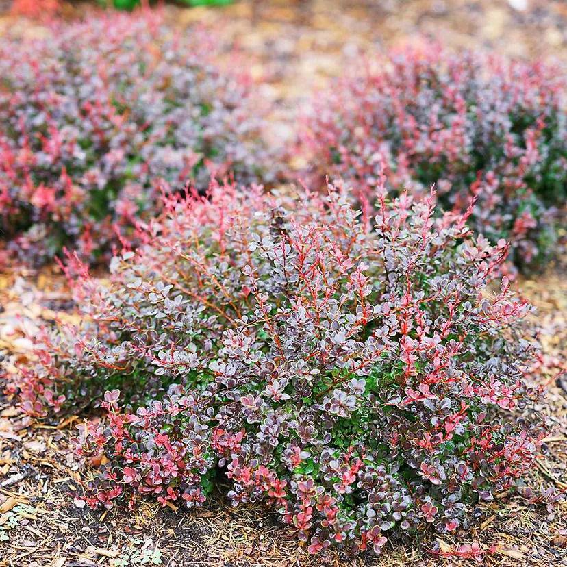 Sunjoy Mini Maroon® Barberry For Sale Online | The Tree Center