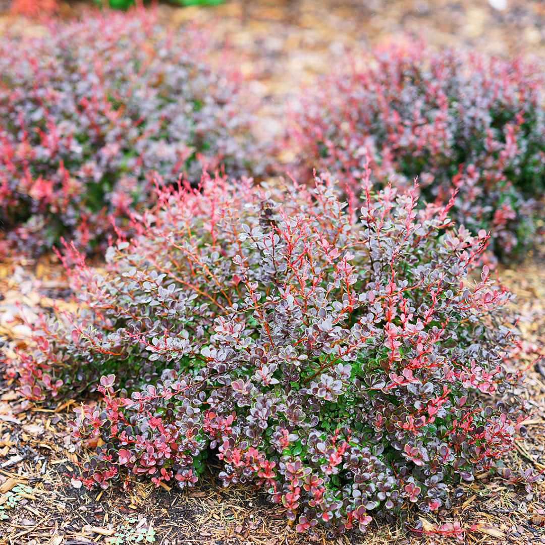 Sunjoy Mini Maroon® Barberry For Sale Online | The Tree Center
