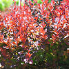 Sunjoy Mini Maroon® Barberry For Sale Online | The Tree Center