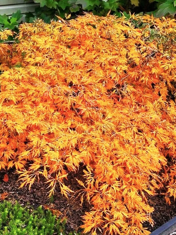 Japanese Maple Trees | Buy Japanese Maple Trees | The Tree Center