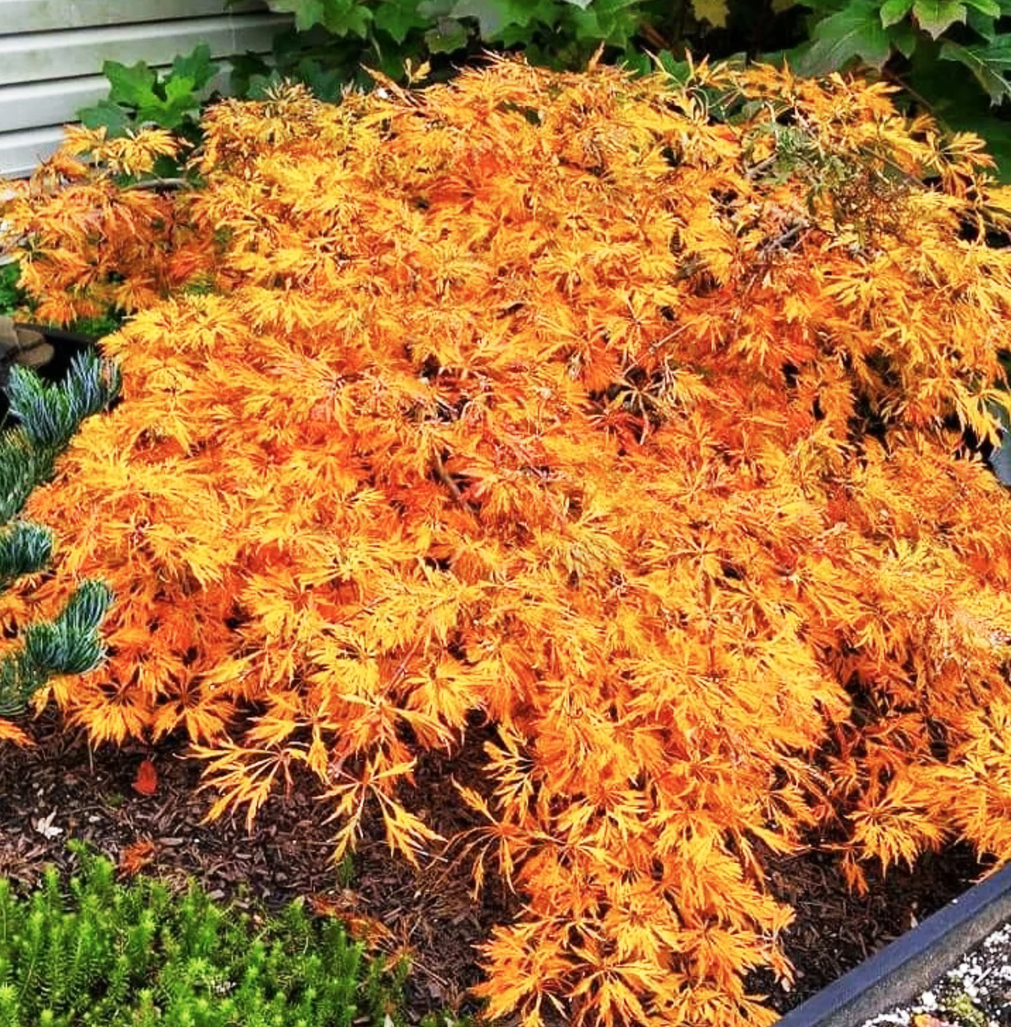 Weeping Full Moon Maple For Sale Online | The Tree Center