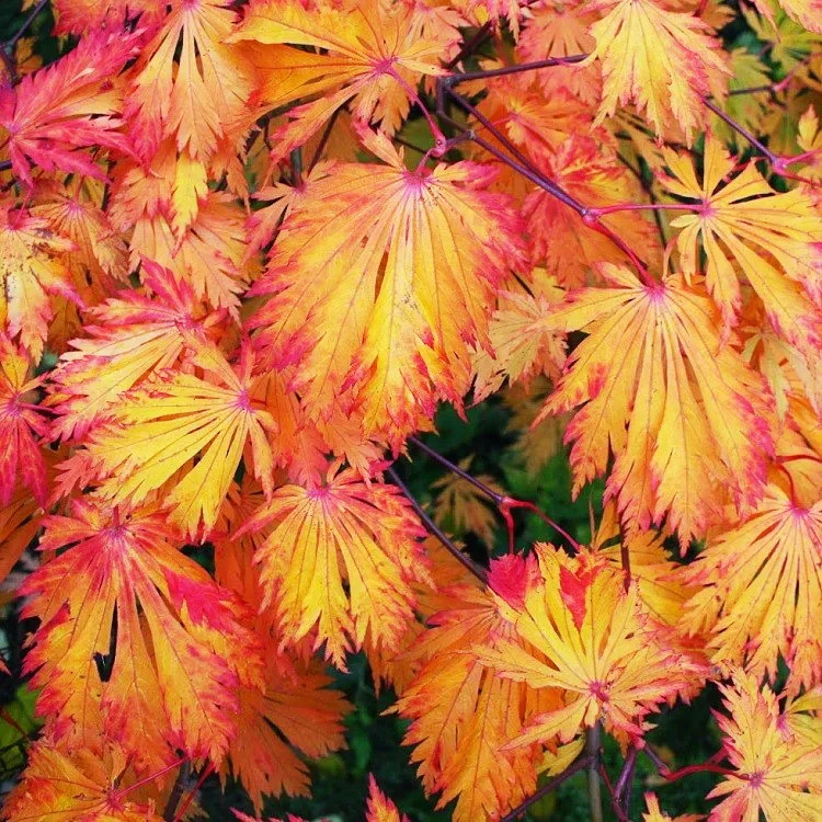 Weeping Full Moon Maple For Sale Online | The Tree Center