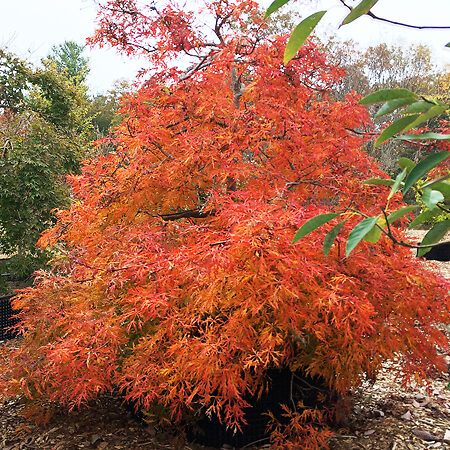 Weeping Full Moon Maple For Sale Online | The Tree Center