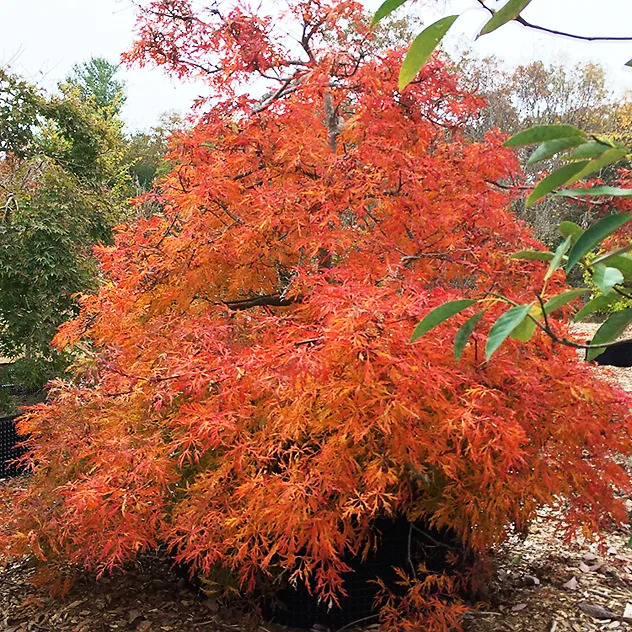Weeping Full Moon Maple For Sale Online | The Tree Center