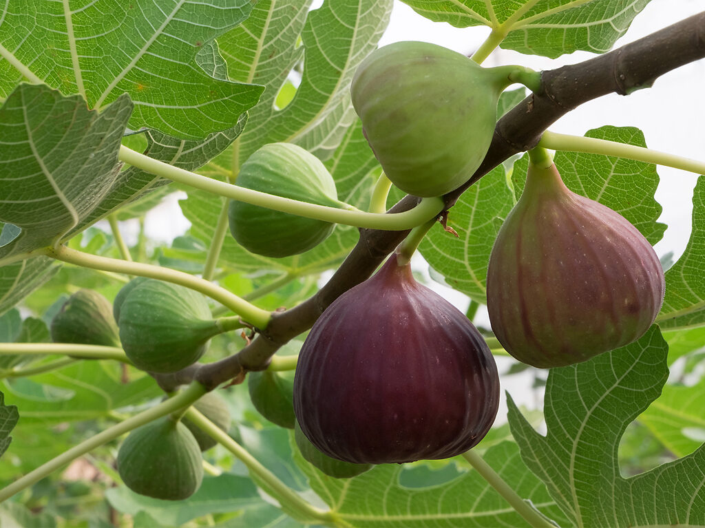 The Fabulous Tale of Figs | The Tree Center™