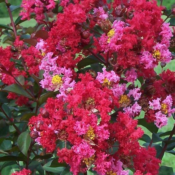 Dwarf Crape Myrtles Fit in Every Garden | The Tree Center™