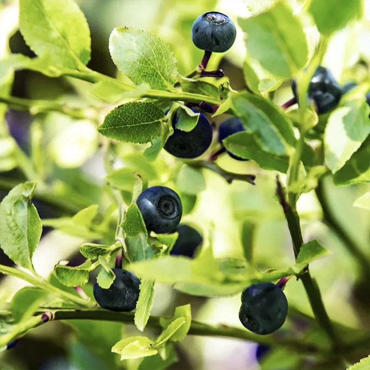 Austin Blueberry For Sale Online | The Tree Center