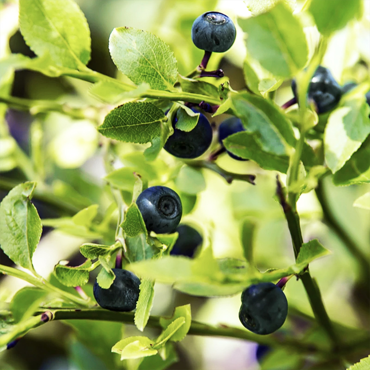 Austin Blueberry For Sale Online | The Tree Center