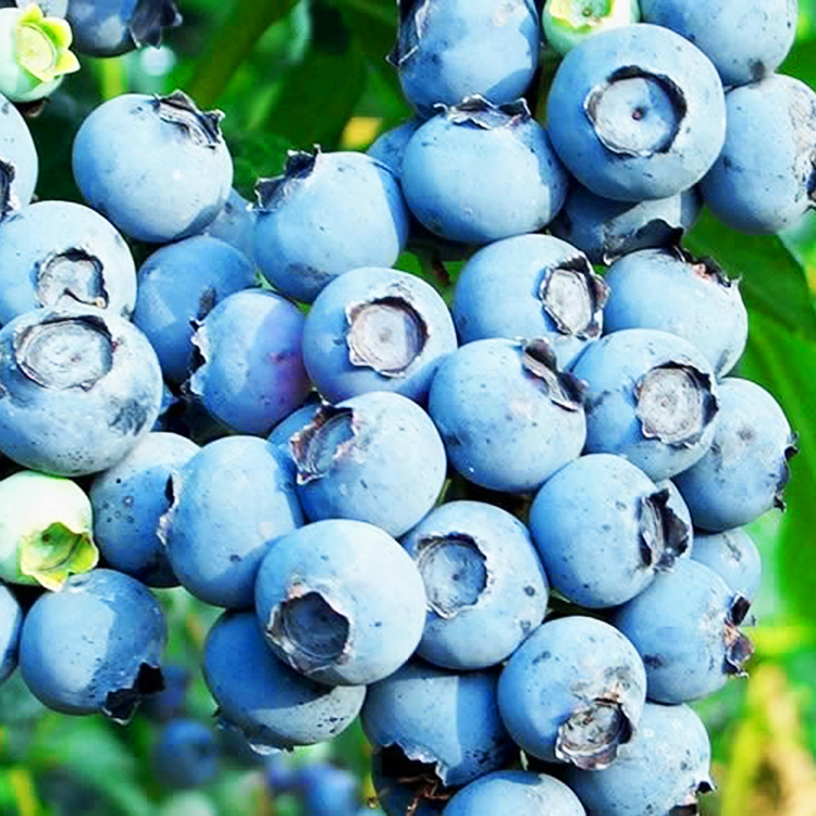 Austin Blueberry For Sale Online | The Tree Center
