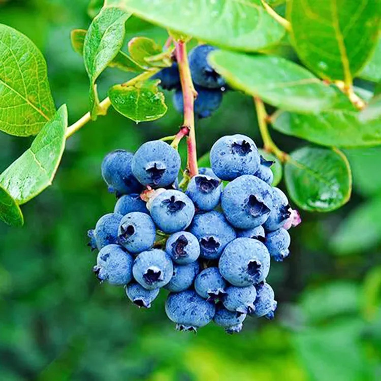 Austin Blueberry For Sale Online | The Tree Center