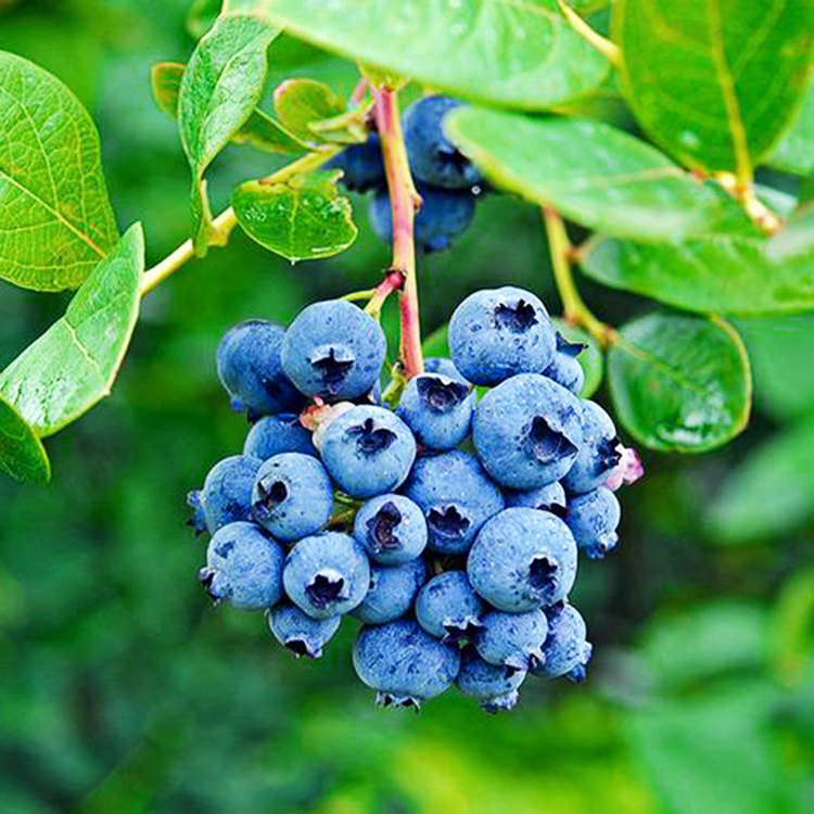 Austin Blueberry For Sale Online | The Tree Center