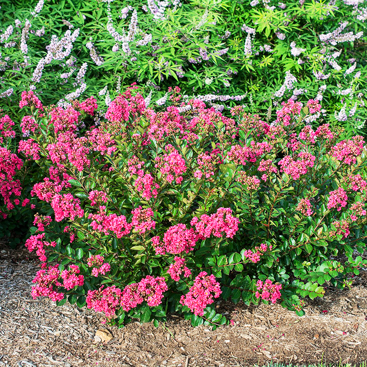 Bellini Raspberry Crape Myrtle For Sale Online | The Tree Center