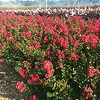 Bellini Raspberry Crape Myrtle For Sale Online | The Tree Center