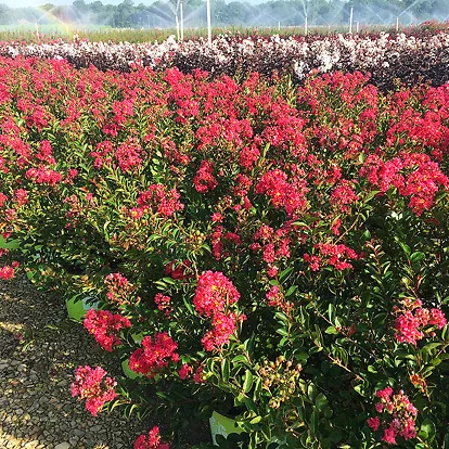 Bellini Raspberry Crape Myrtle For Sale Online | The Tree Center