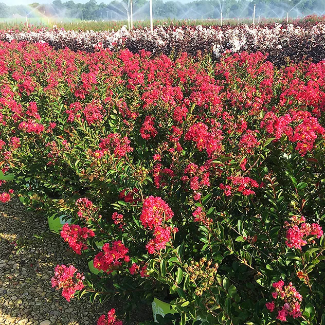 Bellini Raspberry Crape Myrtle For Sale Online | The Tree Center