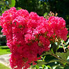 Bellini Raspberry Crape Myrtle For Sale Online | The Tree Center