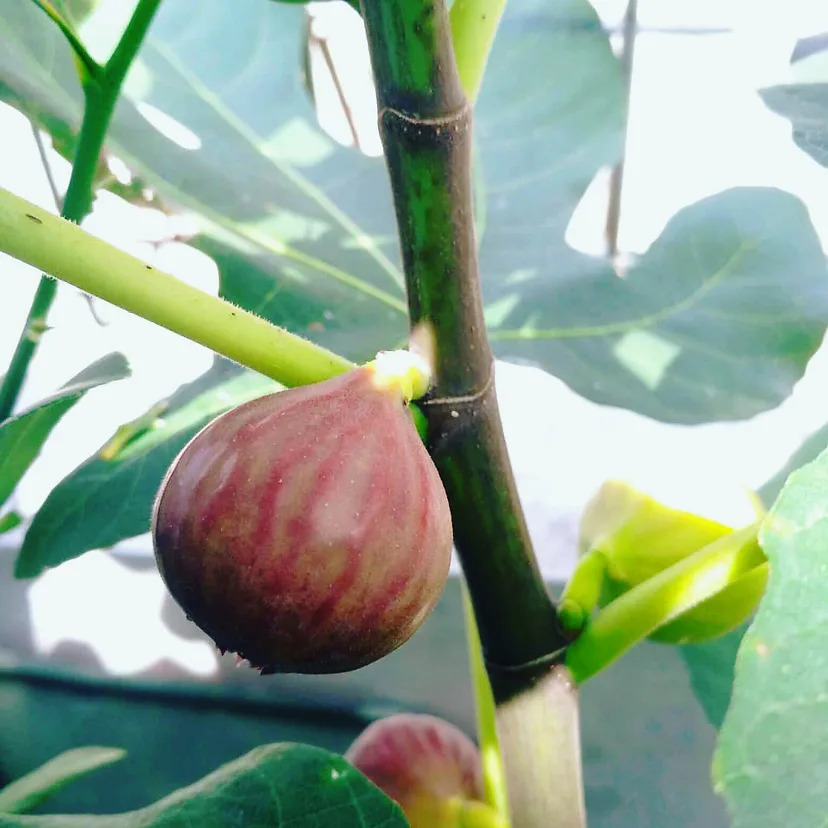 Blue Giant Fig For Sale Online | The Tree Center