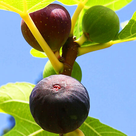 Blue Giant Fig For Sale Online | The Tree Center