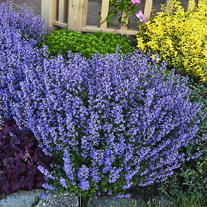 Blue Wonder Catmint For Sale Online | The Tree Center