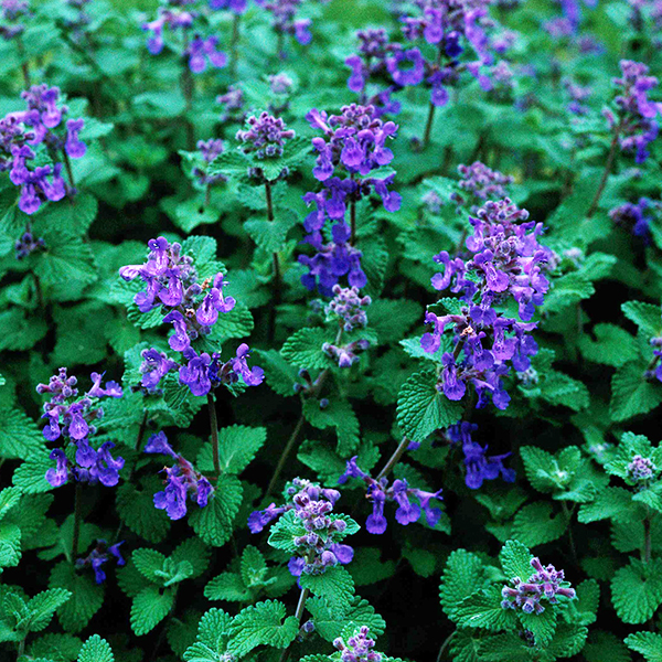 Blue Wonder Catmint For Sale Online | The Tree Center