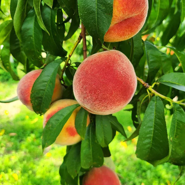 Country Sweet Peach For Sale Online | The Tree Center