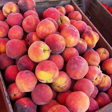 Country Sweet Peach For Sale Online | The Tree Center