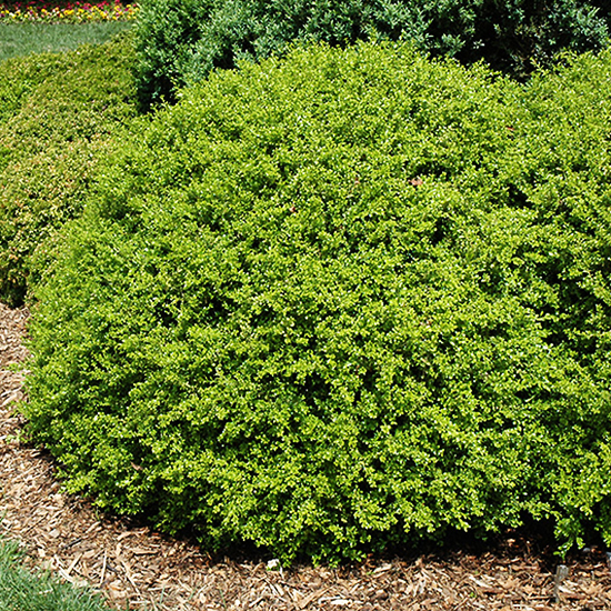Winter's Joy Camellia For Sale Online | The Tree Center