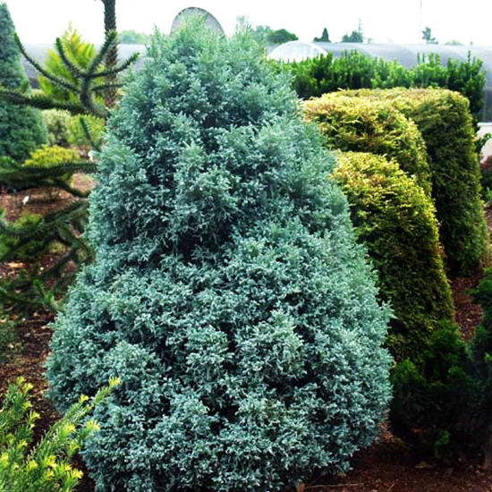 Curly Tops Sawara Cypress For Sale Online | The Tree Center