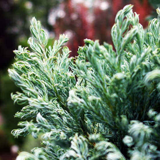 Curly Tops Sawara Cypress For Sale Online | The Tree Center