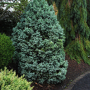 Curly Tops Sawara Cypress For Sale Online | The Tree Center