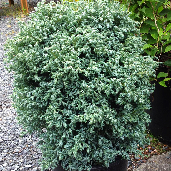 Curly Tops Sawara Cypress For Sale Online | The Tree Center