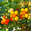 Dwarf Strawberry Tree For Sale Online | The Tree Center
