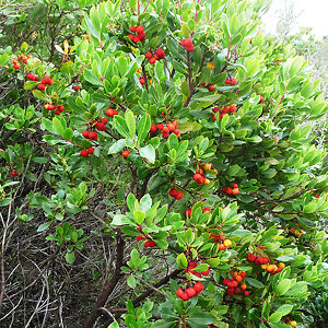 Dwarf Strawberry Tree For Sale Online | The Tree Center