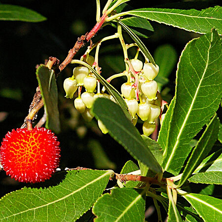 Dwarf Strawberry Tree For Sale Online | The Tree Center